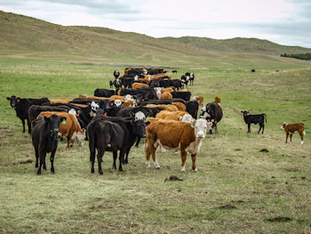 U.S. Premium Beef, LLC